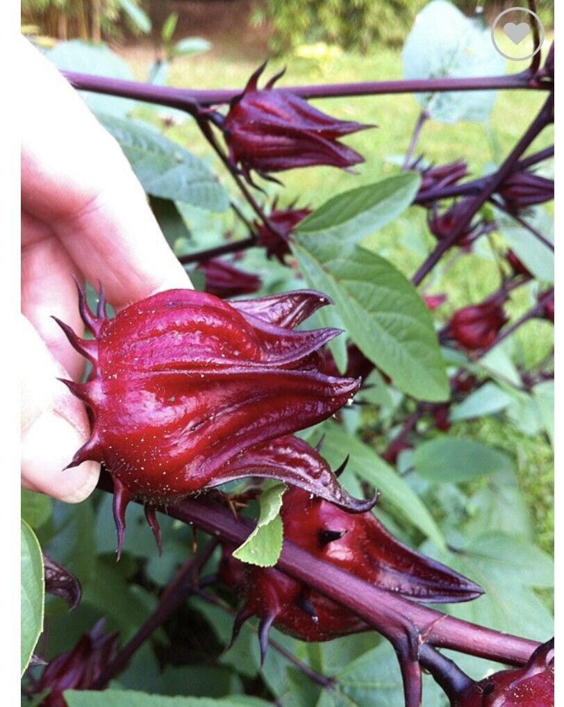 ROSELLE JAMAICAN SORREL Mother Queen Hibiscus Plant Edible - Etsy
