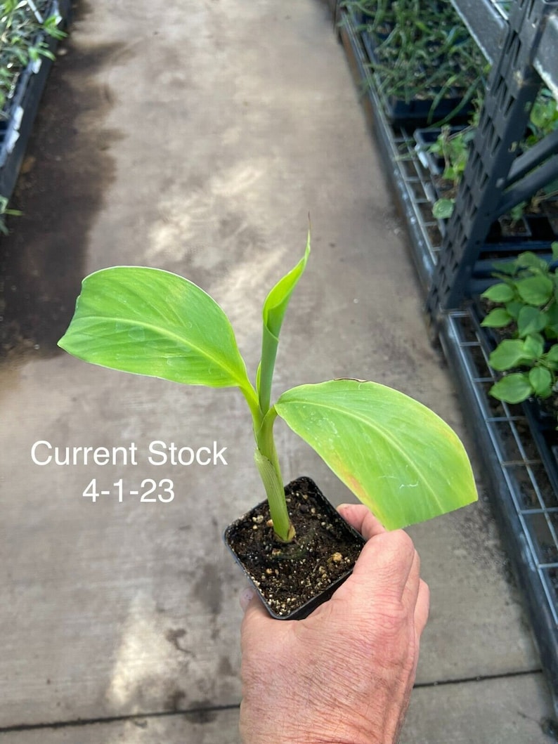Musa - 'siam Ruby' - Live Banana Plant - Etsy
