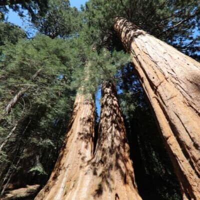 3 Giant Sequoia Tree California Redwood Potted 5 8 Tall Seedling - Etsy