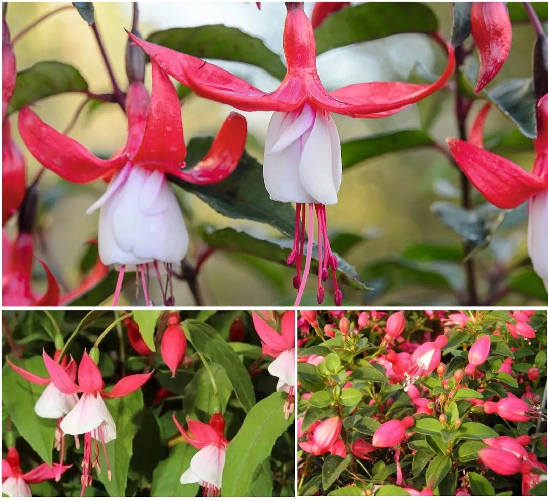 Fushia City Light ,fuchsia Live Plant, Well-rooted Plug, Healthy ...