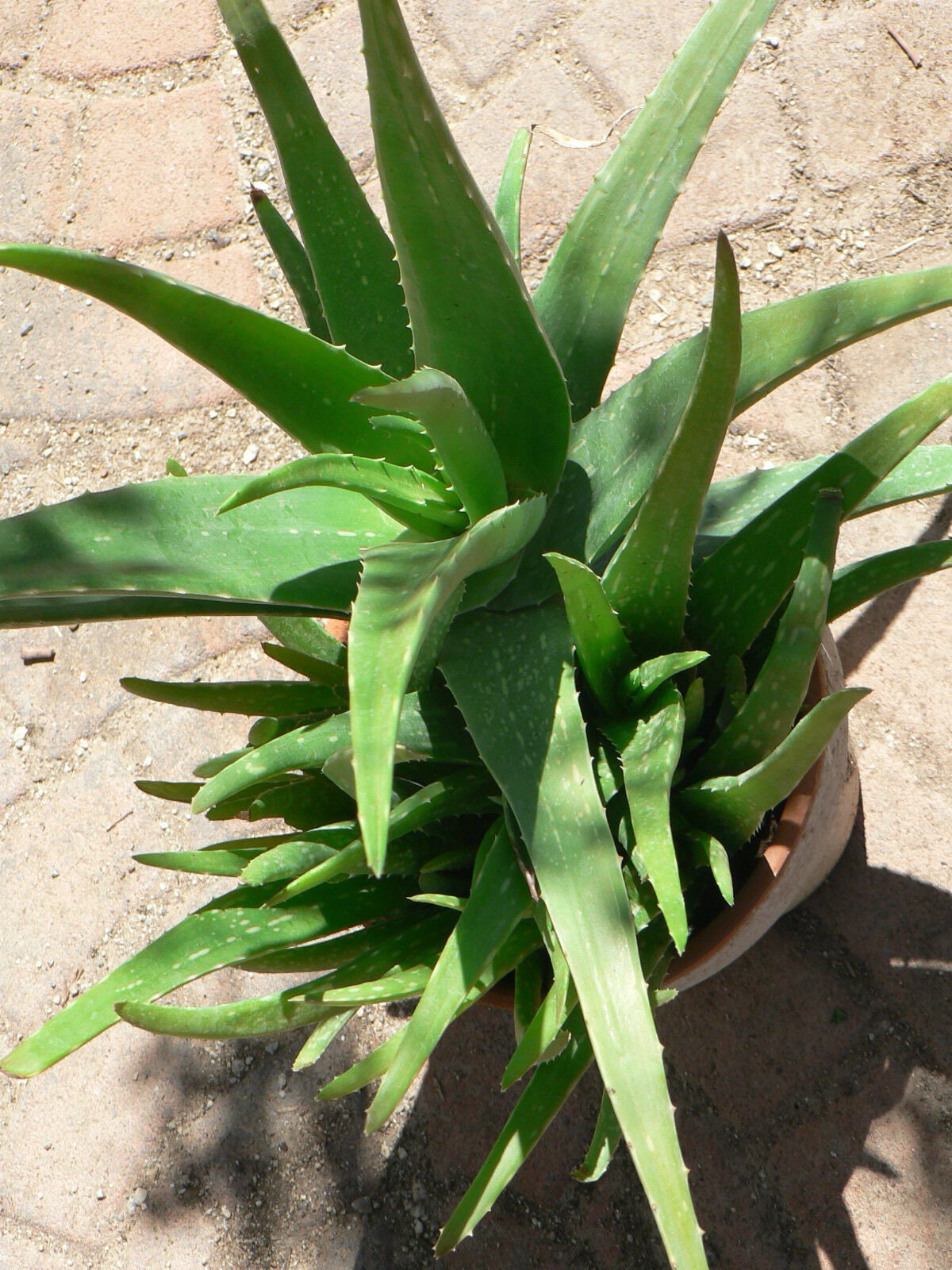 3 Small Aloe Vera Barbadensis Medicinal Plant Cactus Succulent Plants ...