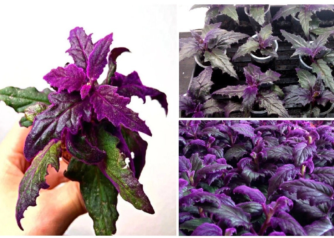 Purple Passion Plant - Gynura Aurantiaca -purple Velvet LIVE Plant - Etsy