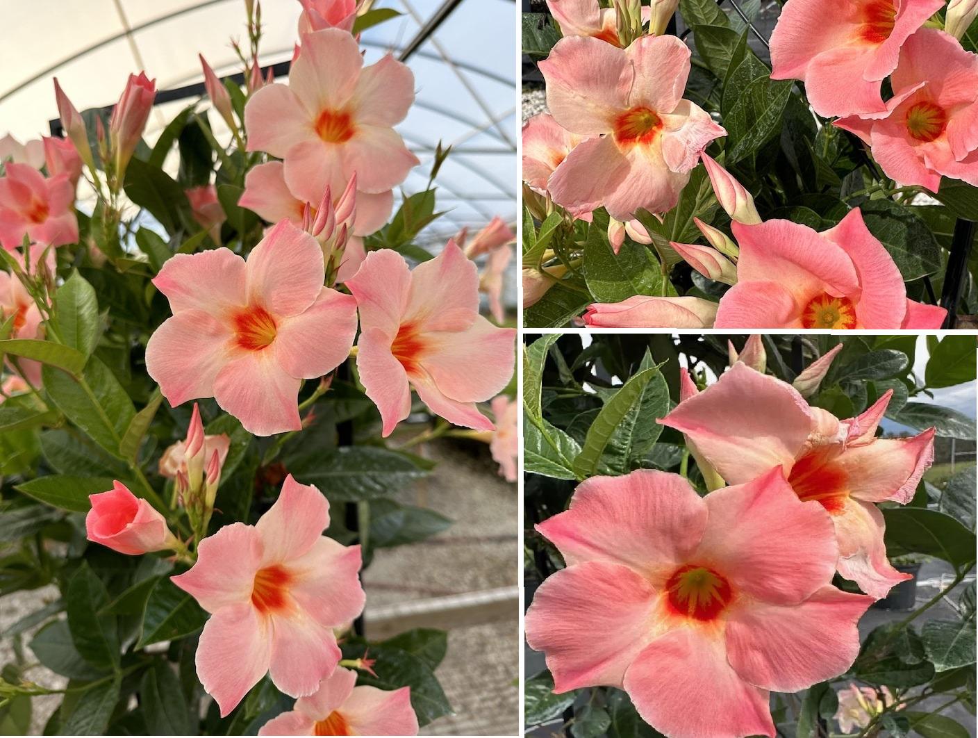 Giant Peach Sunrise ~ Giant Mandevilla Hybrid ~ Live Plant - Etsy