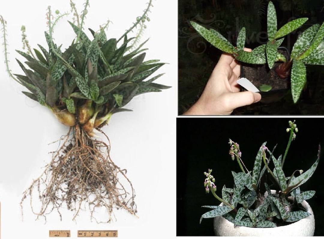 Ledebouria Socialis Violacea — Leopard Lily —HEALTHY LIVE PLANTS - Etsy
