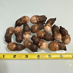 Large Sauromatum Giganteum Typhonium Giant Voodoo Lily Arum ...