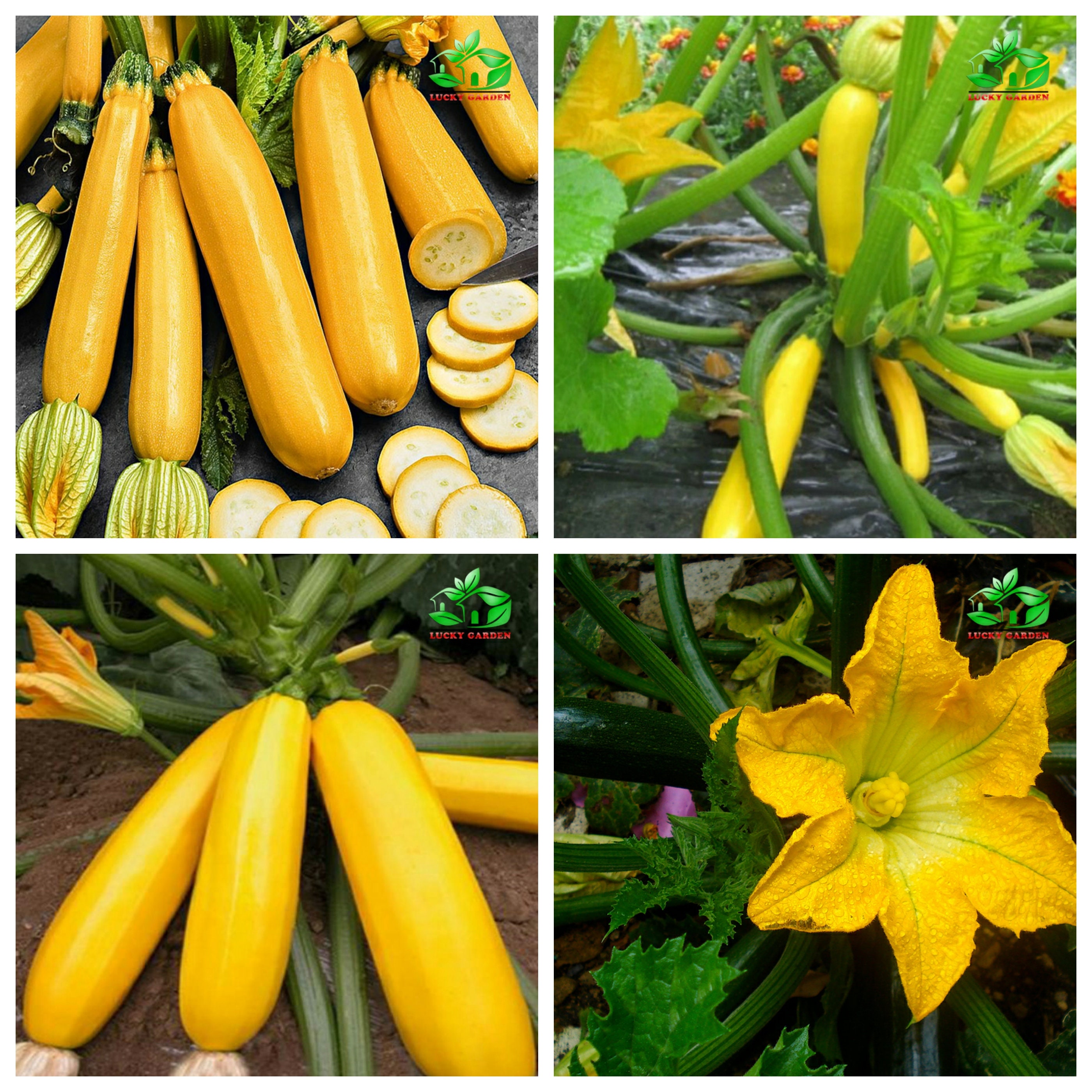 2 Early Prolific Straightneck Squash Plants Live Organic 4 Inches ...