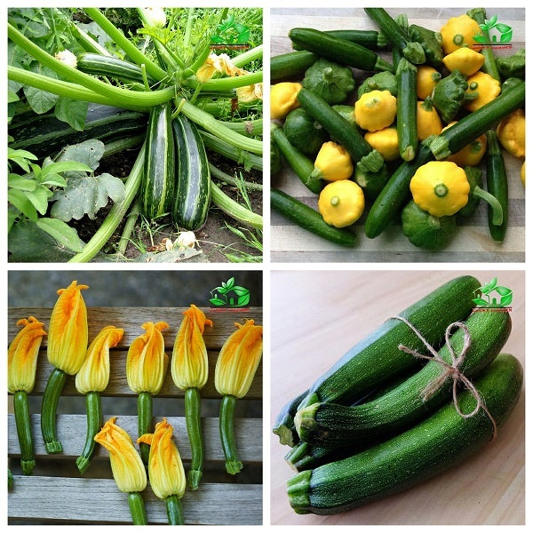 2 Zucchini summer Squash Live Organic 4 Inches Potted Plants - Etsy