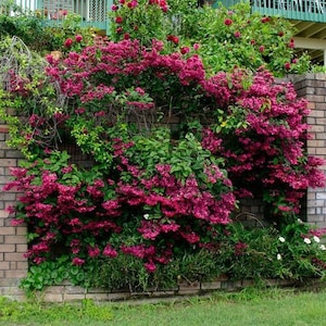 JAVA RED - Bleeding Heart Rooted Starter Plant - Clerodendrum Delectum ...
