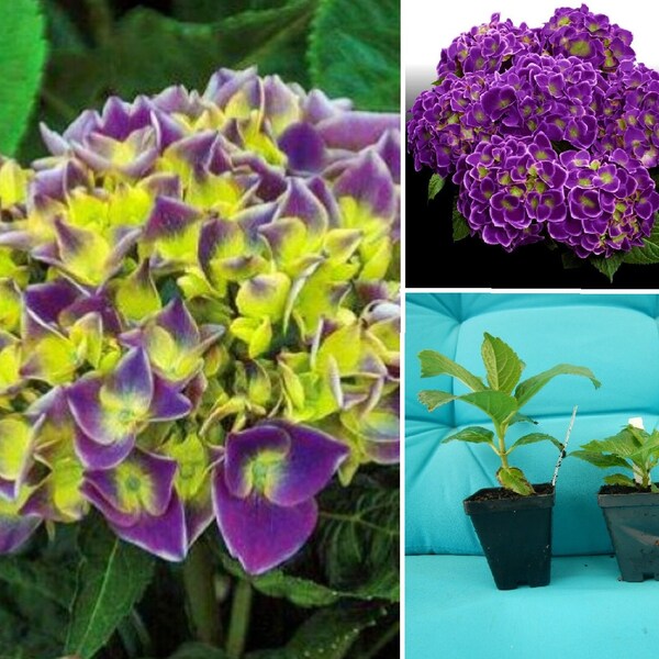 Vanilla Strawberry Hydrangea - Etsy