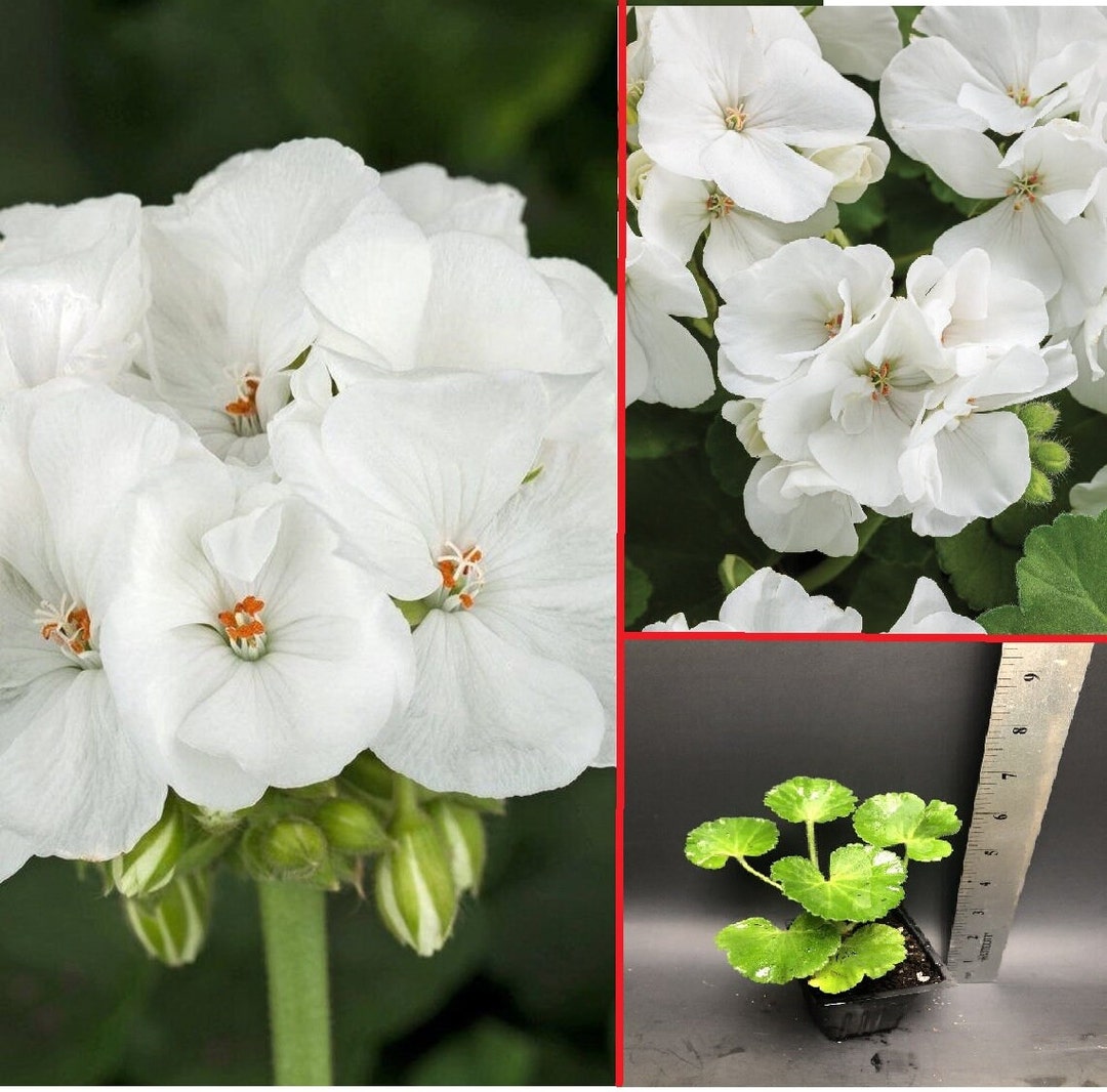 Geranium ‘patriot White’ Live Plant - Bright Crystal White Zonal ...