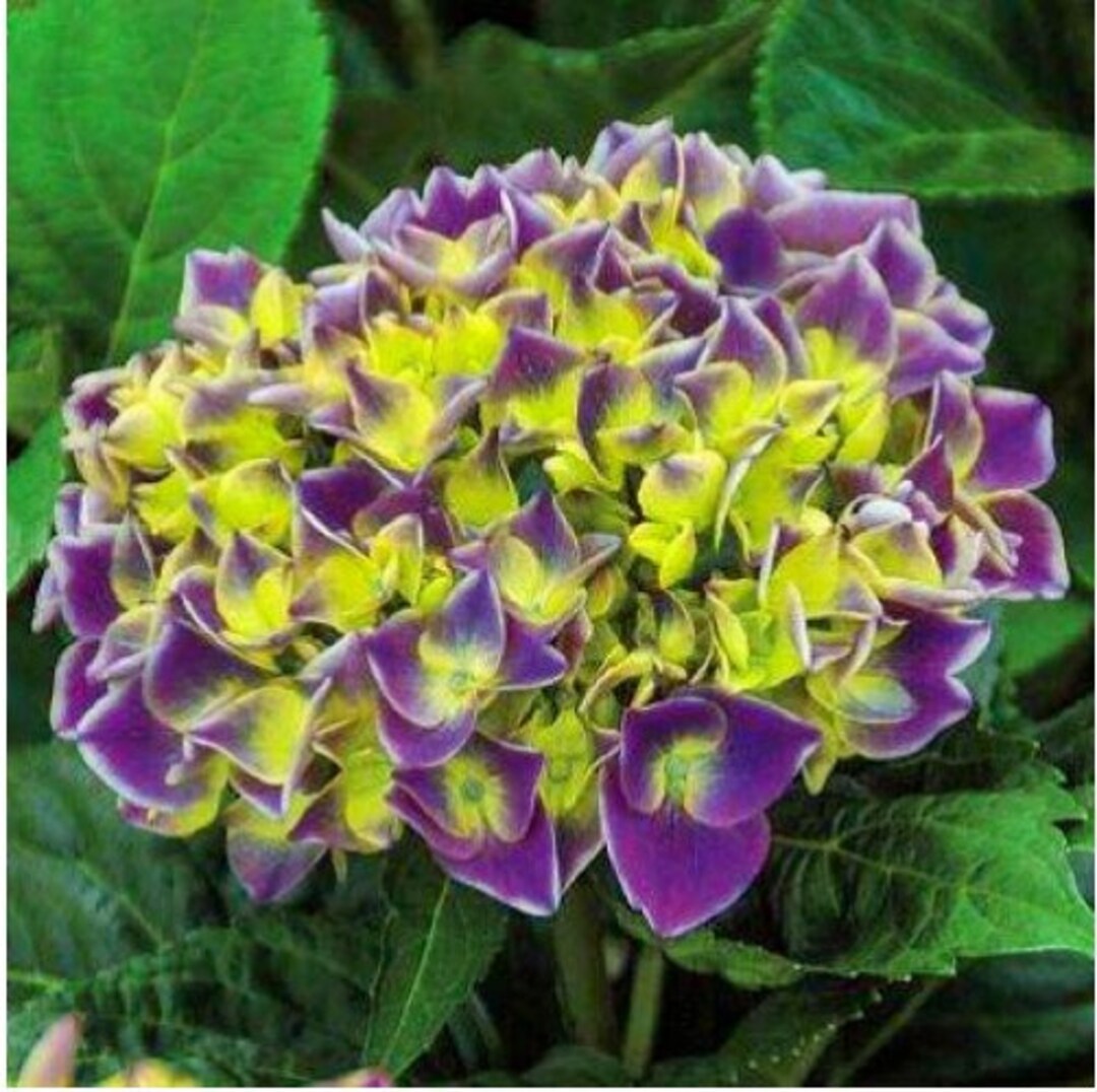 VIOLET Crown-hydrangea Rooted Starter Plant - Etsy