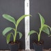 Musa-ice CREAM (BLUE JAVA)- Live Banana Tree-healthy Well Rooted ...