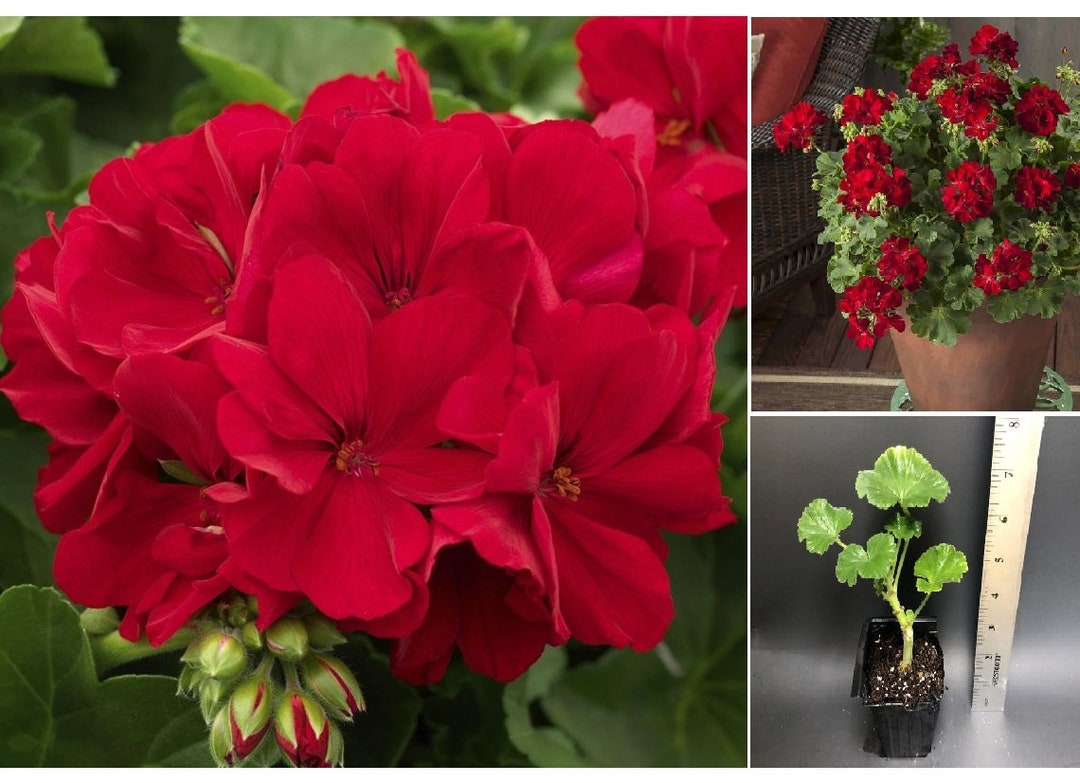 Geranium ‘calliope Medium Dark Red’ Live Plant Deep Dark Red ...