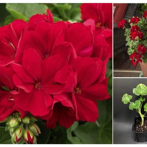 Calliope Dark Red Geranium Live Plant - Etsy