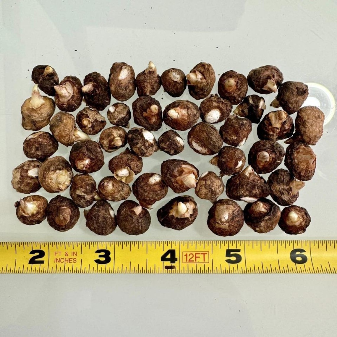 1 Small Dracunculus Vulgaris Voodoo Lily Corpse Flower Arum Bulbs ...