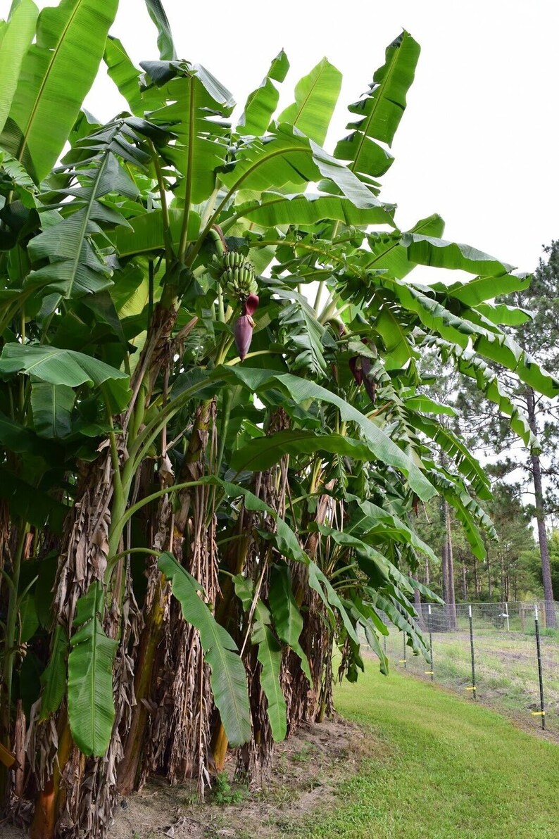 Musa-ice CREAM BLUE JAVA Live Banana Tree-healthy Well - Etsy