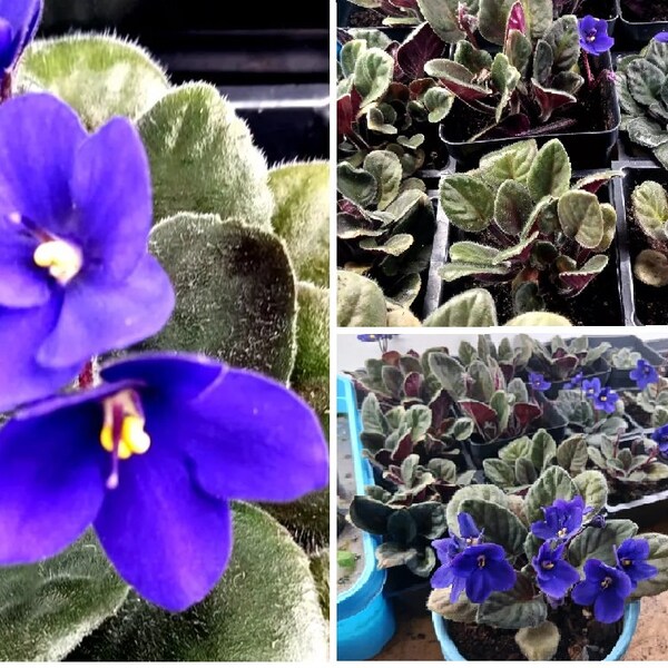 African Violets Live Plants - Etsy