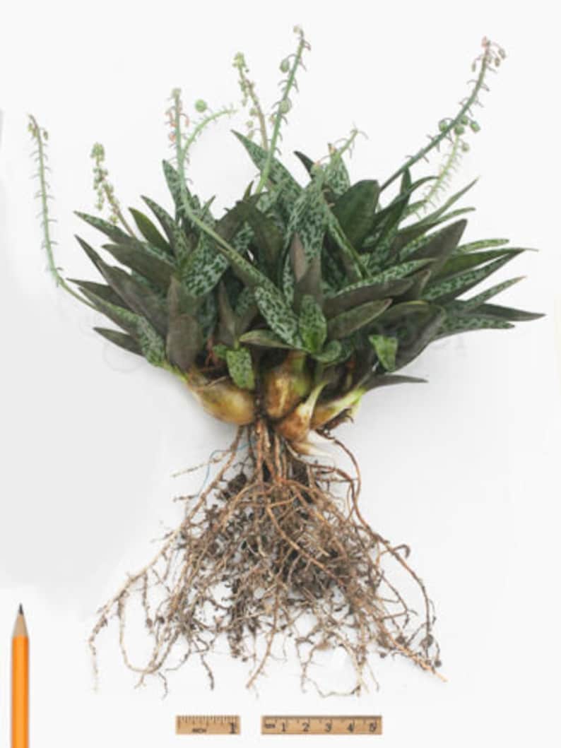 Ledebouria Socialis Violacea — Leopard Lily —HEALTHY LIVE PLANTS - Etsy