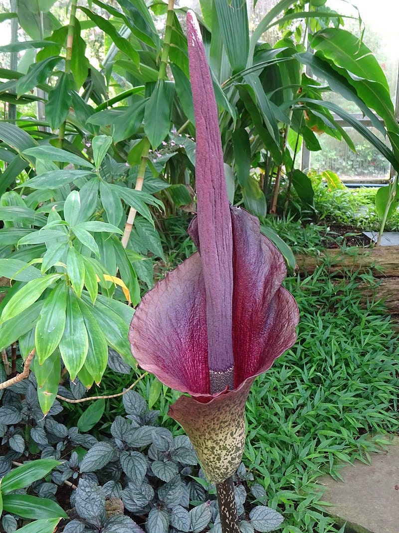 Large Sauromatum Giganteum Typhonium Giant Voodoo Lily Arum ...