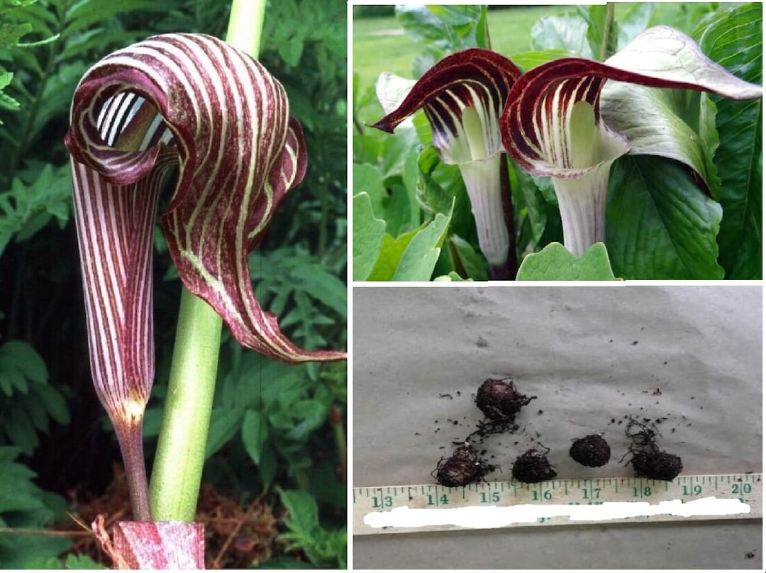 5 Jack-in-the-pulpit Bulbs Indian Turnip (arisaema Triphyllum) - Etsy