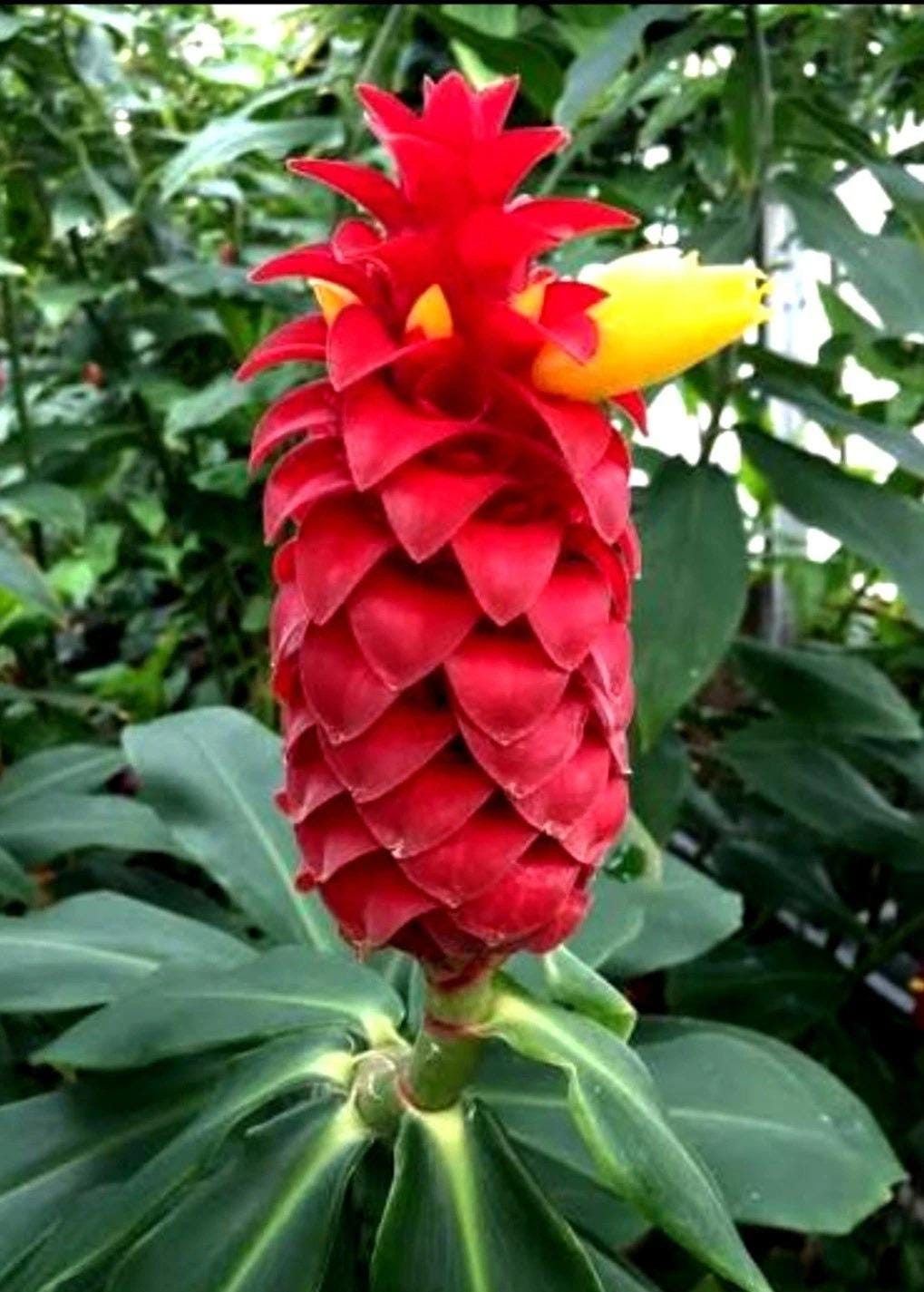 Red Button Ginger- Costus Woodsonii- 12"- 16" Tall Plant - Etsy