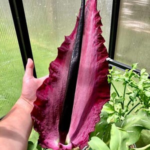 1 Small Dracunculus Vulgaris Voodoo Lily Corpse Flower Arum Bulbs ...