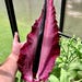 1 Small Dracunculus Vulgaris Voodoo Lily Corpse Flower Arum Bulbs ...
