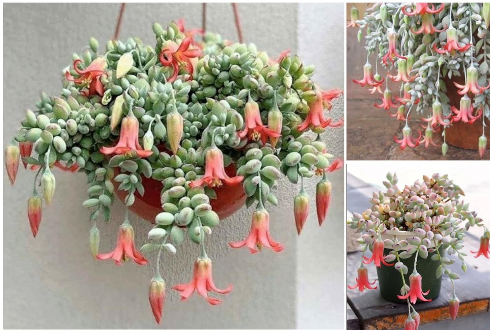 Cotyledon Pendens Succulent - Etsy