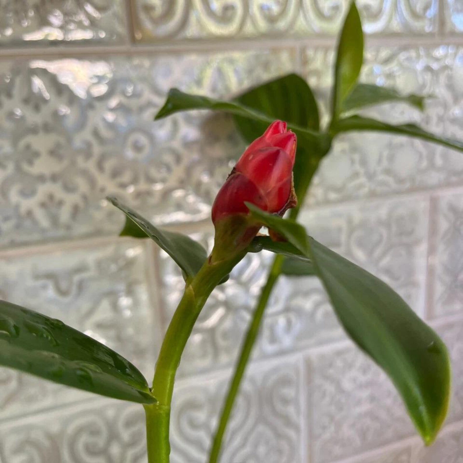 Red Button Ginger- Costus Woodsonii- 12"- 16" Tall Plant - Etsy