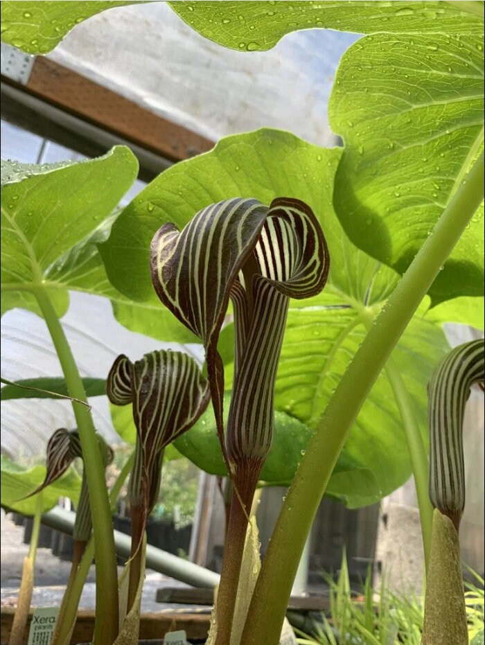 5 Jack-in-the-pulpit Bulbs Indian Turnip arisaema Triphyllum - Etsy