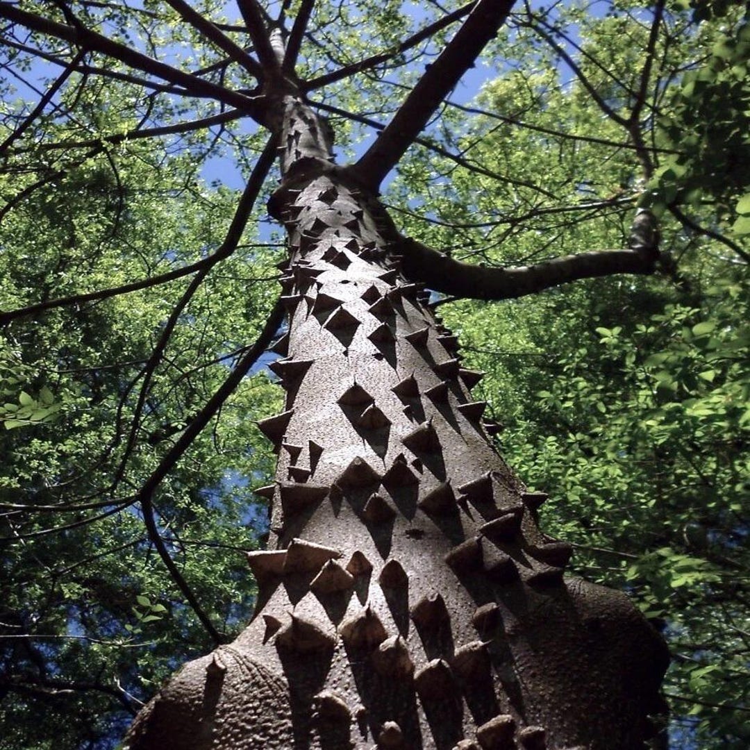 20 Hercule's Club Tree Seeds - Etsy