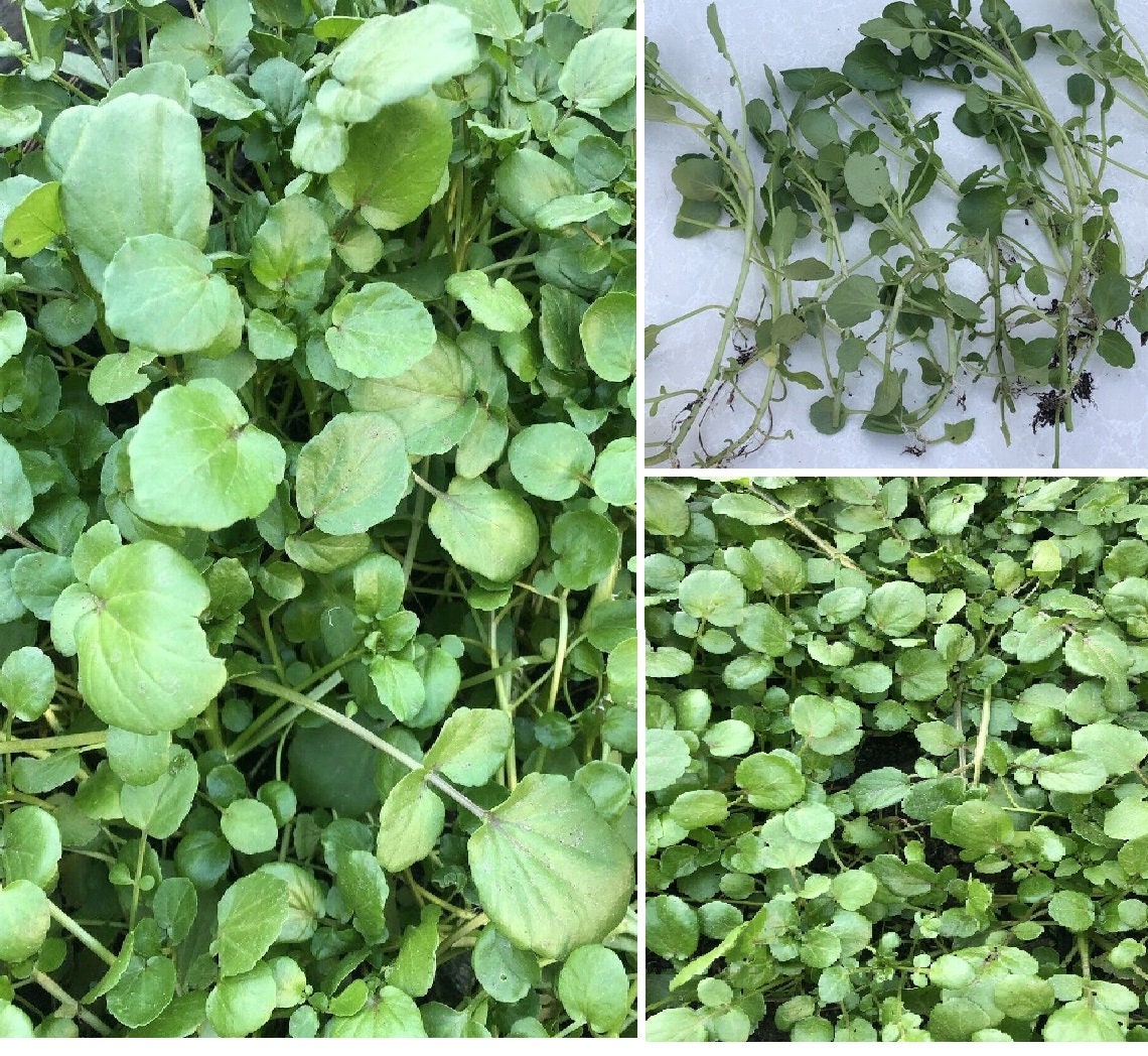 10 Rooted Watercress Live Plant With Roots Live Vegetables Ready to ...