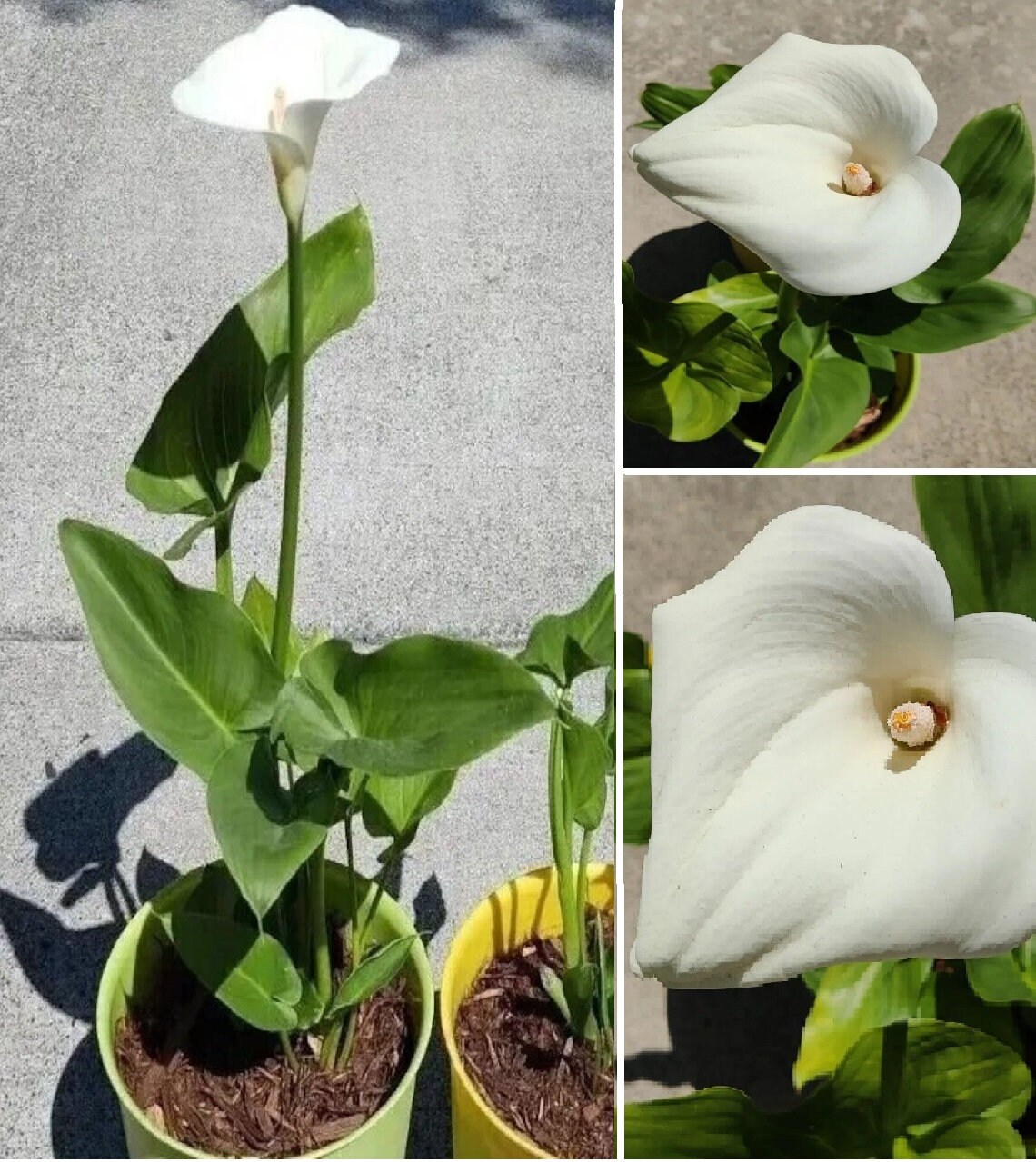 Giant White Flower Calla Lily Pots AKA Zantedeschia Aethiopica for Door ...