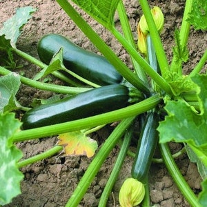 2 Zucchini summer Squash Live Organic 4 Inches Potted Plants - Etsy