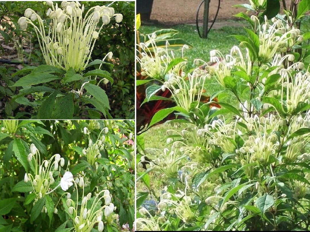 MUSICAL NOTES- Clerodendrum Incisum- Small Well Rooted Starter Plant - Etsy