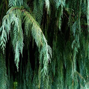 Kashmir Bhutan Weeping Cypress Seeds – Cupressus Cashmeriana | Blue ...