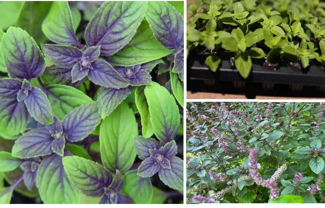 African Blue Basil Live Plant, Healthy Starter Plant, Well-rooted Plug ...