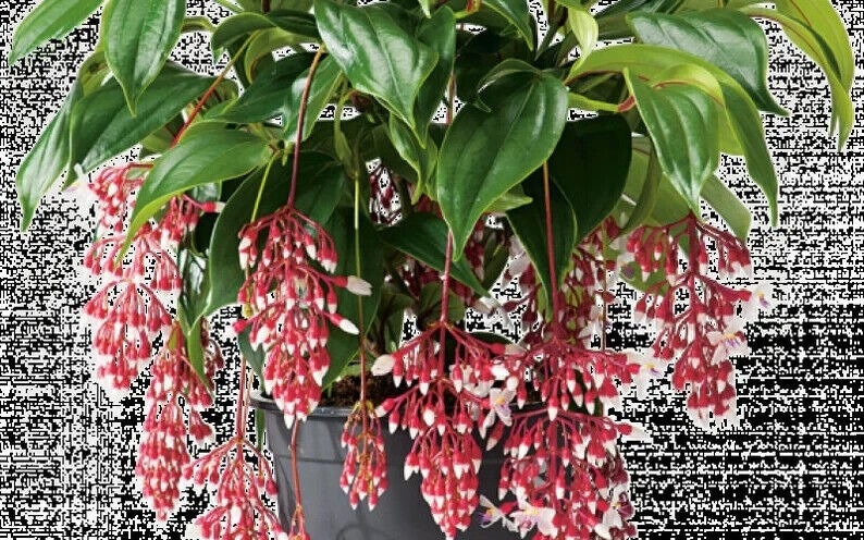 Magic-magnifica Medinilla Plant-live Well Rooted STARTER Plant - Etsy