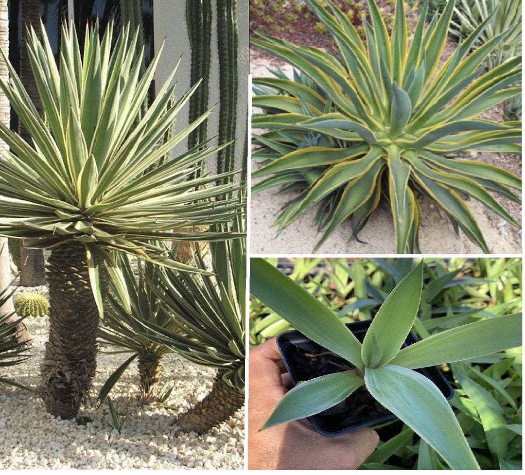 Agave Desmettiana Variegata Baby Live Plant 6+” Tall Pot 3” - Etsy