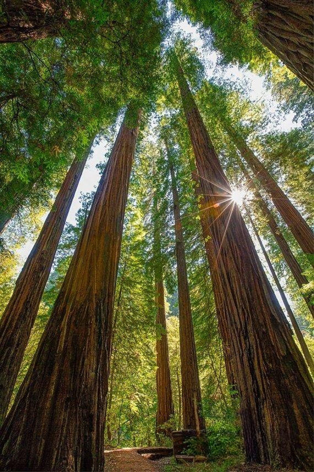 3 Giant Sequoia Tree California Redwood Potted 5 8 Tall Seedling - Etsy