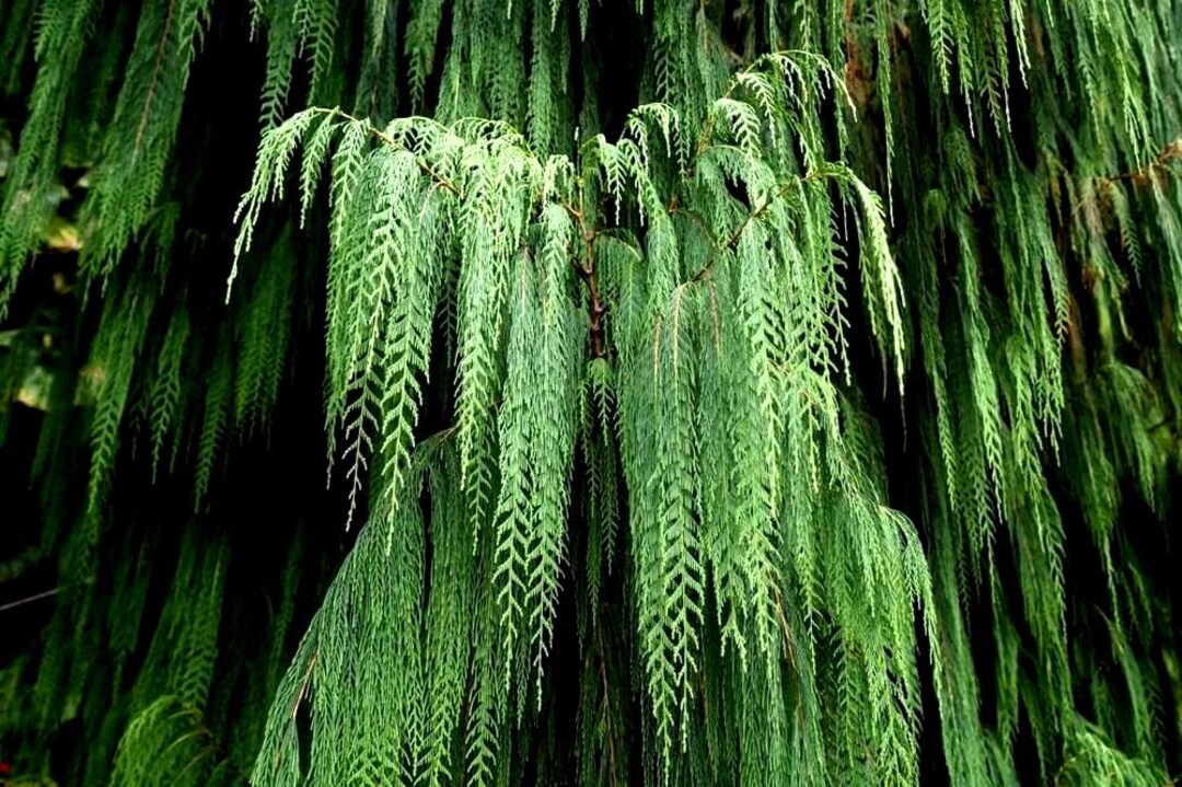 Kashmir Bhutan Weeping Cypress Seeds – Cupressus Cashmeriana | Blue ...
