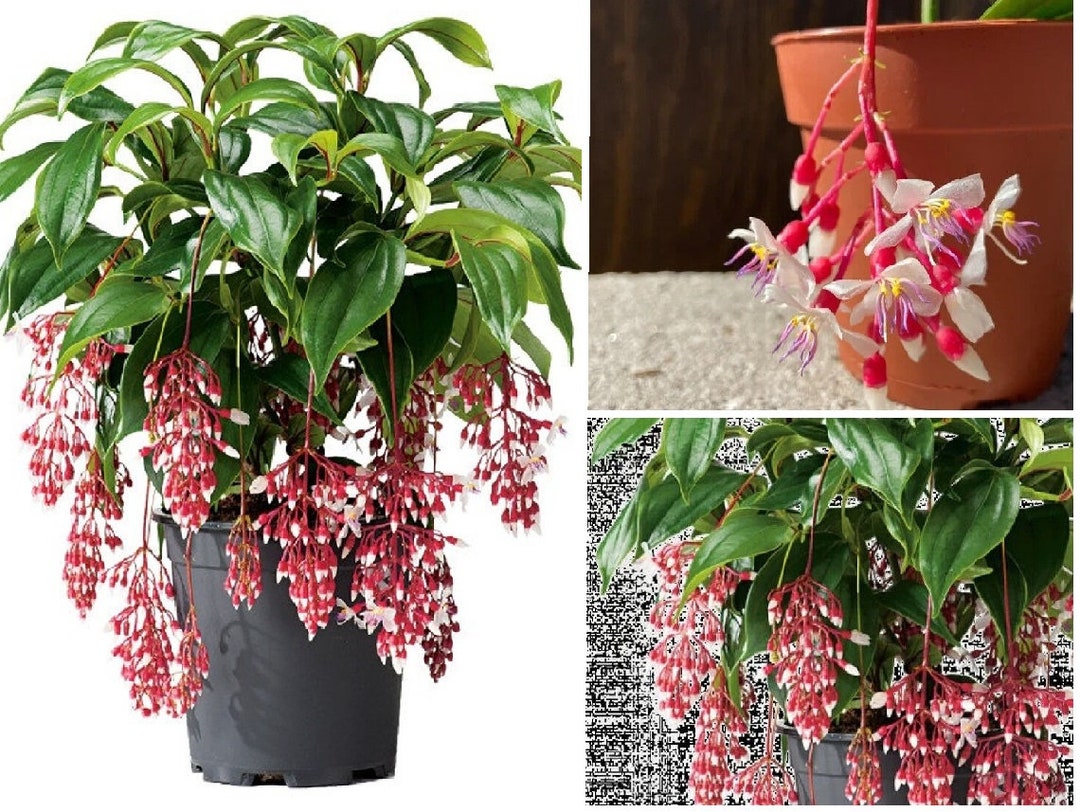 Magic-magnifica Medinilla Plant-live Well Rooted STARTER Plant - Etsy