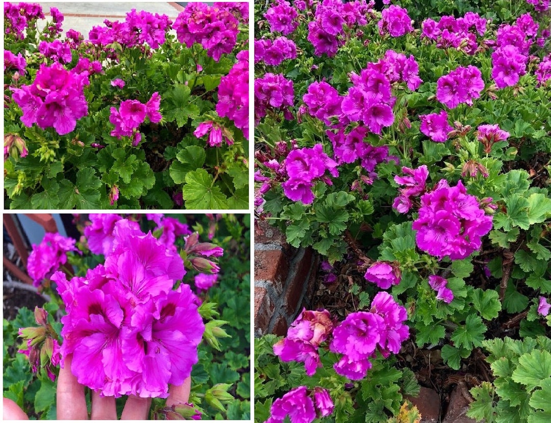 Stunning Purple Pelargonnium Fancy Regal Geranium 2 X 6" LIVE PLANT ...