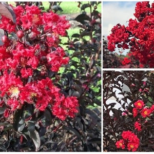 Ebony Embers Red Crape Myrtle Tree Starter Plant 8L 1 Live Plant - Etsy