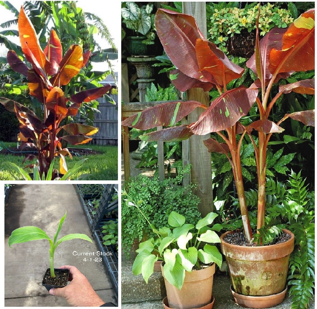 Musa - 'siam Ruby' - Live Banana Plant - Etsy