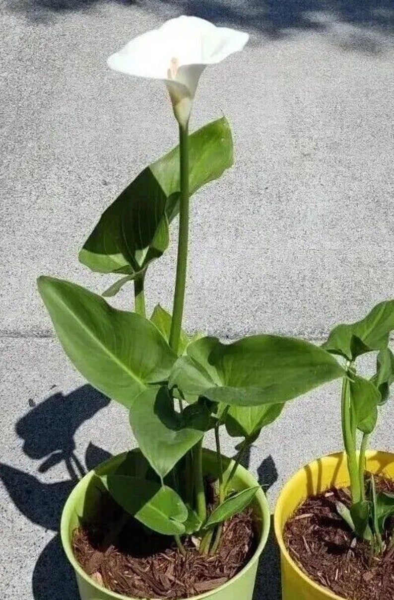 Giant White Flower Calla Lily Pots AKA Zantedeschia Aethiopica for Door ...