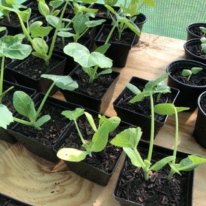 2 Zucchini summer Squash Live Organic 4 Inches Potted Plants - Etsy