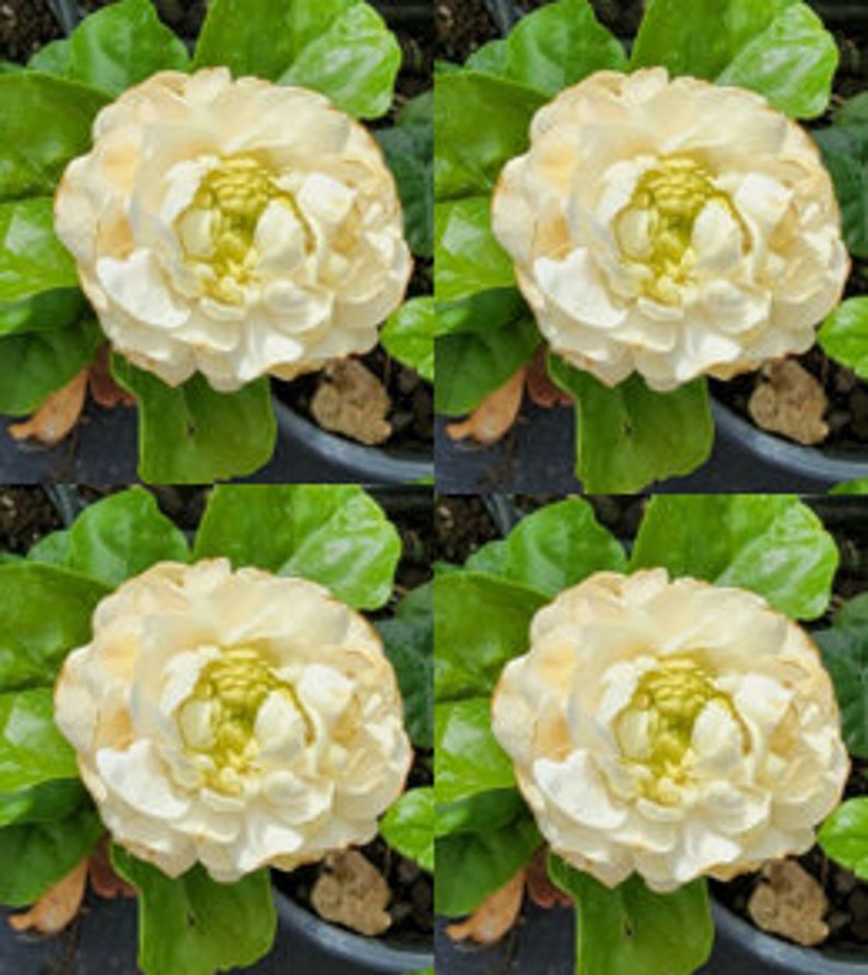 1 Grand Duke of Tuscany Jasmine Starter Live Plant - Etsy