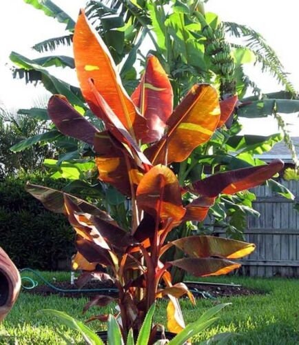 Musa - 'siam Ruby' - Live Banana Plant - Etsy
