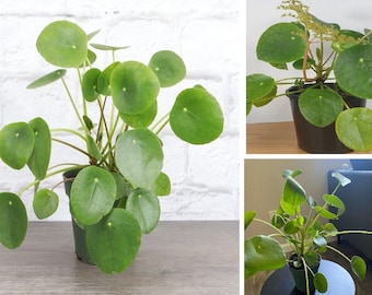 Chinese Money Plant, Pilea Peperomioides 4 - Etsy